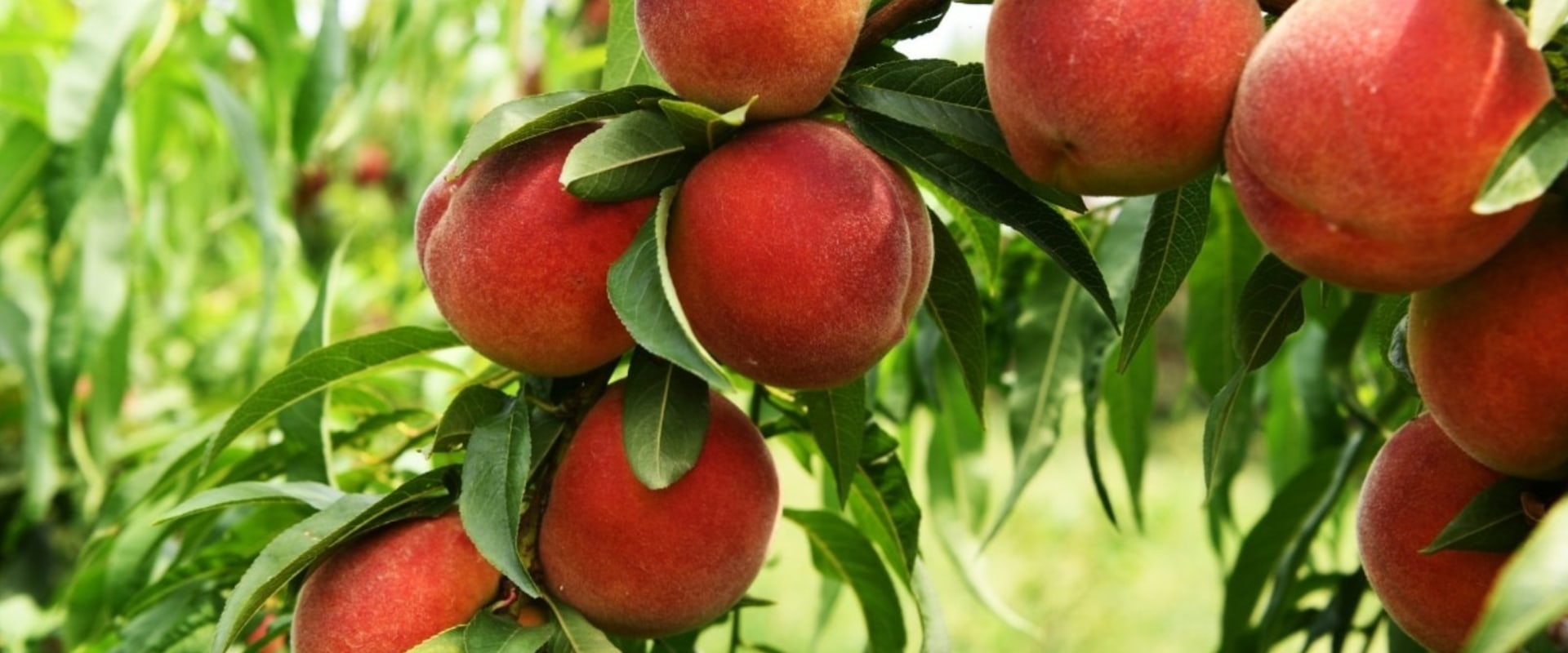 Wondering When Peach Season in California Begins? Learn the Best Months ...