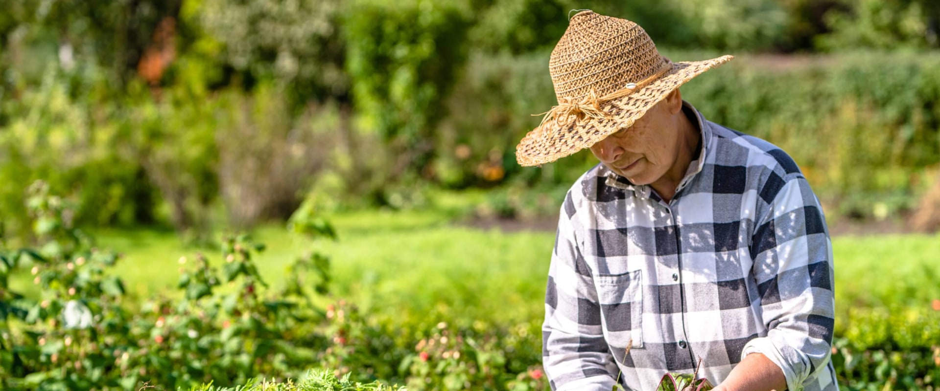 The Key Differences Between Organic and Conventional Agriculture