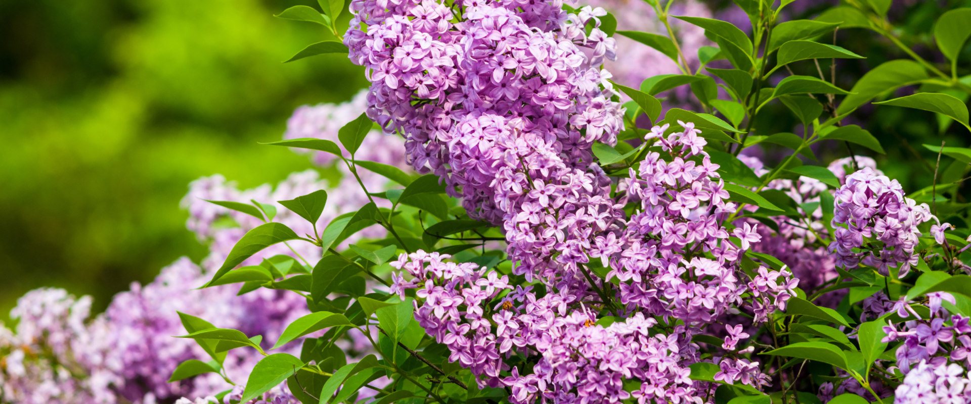 When Do Lilacs Bloom? Discover How to Get the Most Fragrant Season
